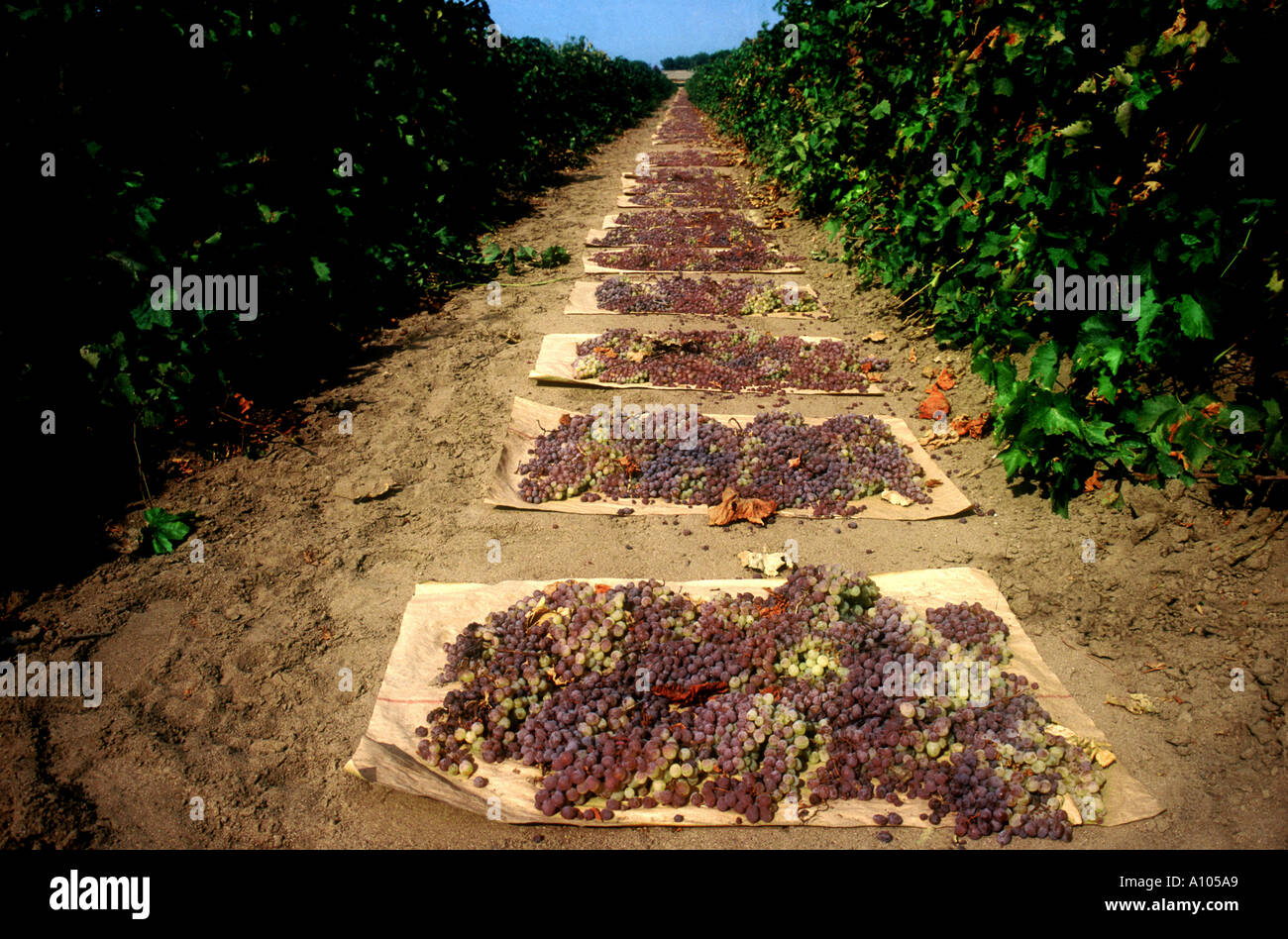 The california raisins hi-res stock photography and images - Alamy