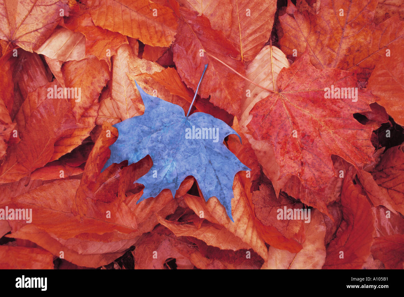 Standout color hi-res stock photography and images - Alamy