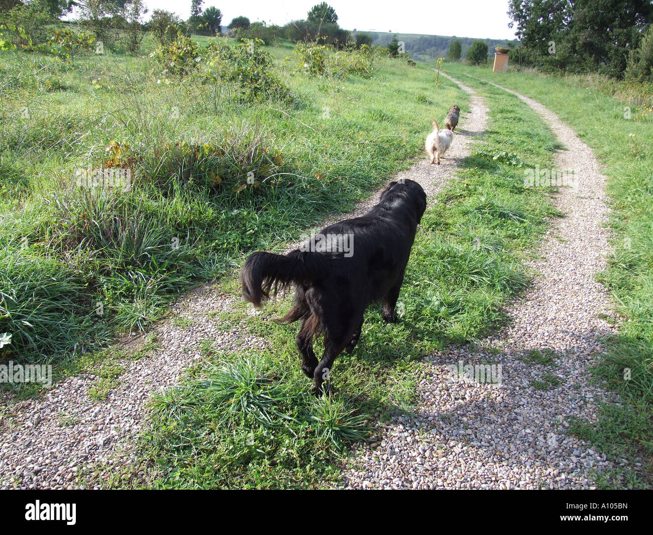 dogs walking on path Stock Photo - Alamy