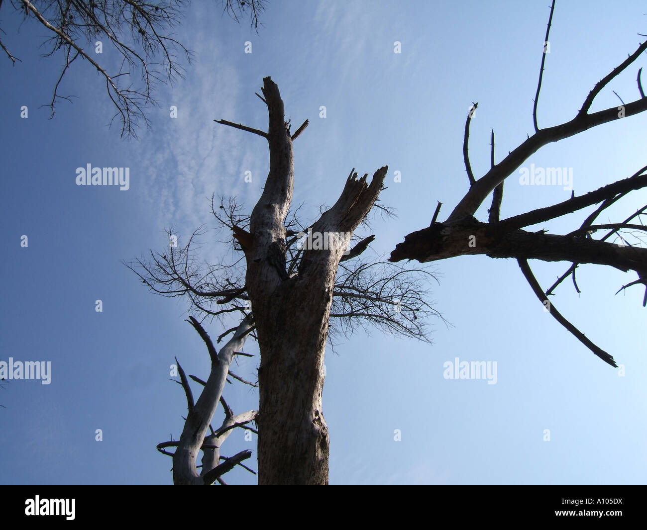 pine tree snapped in two by strong wind Stock Photo - Alamy