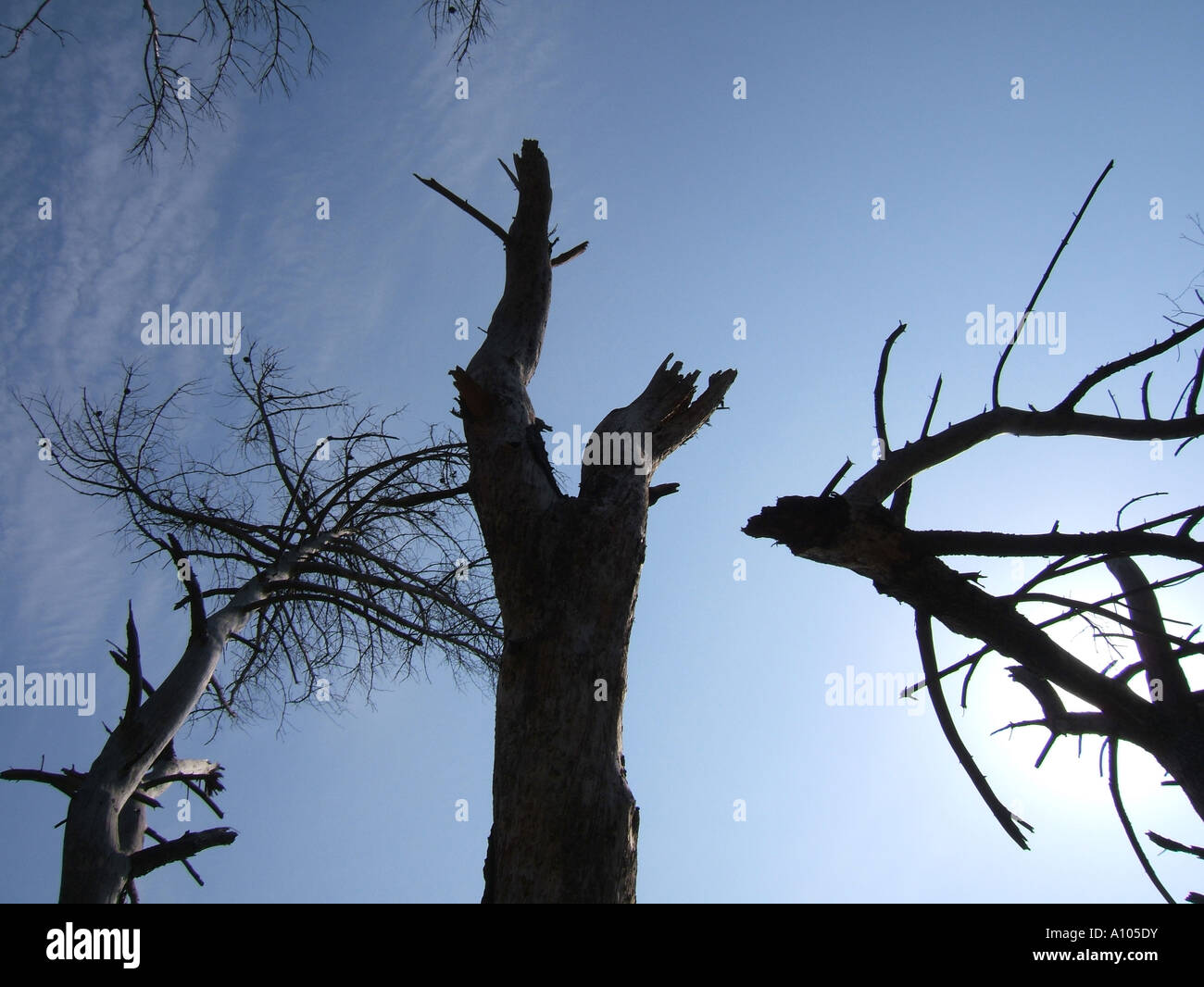 pine tree snapped in two by strong wind Stock Photo - Alamy