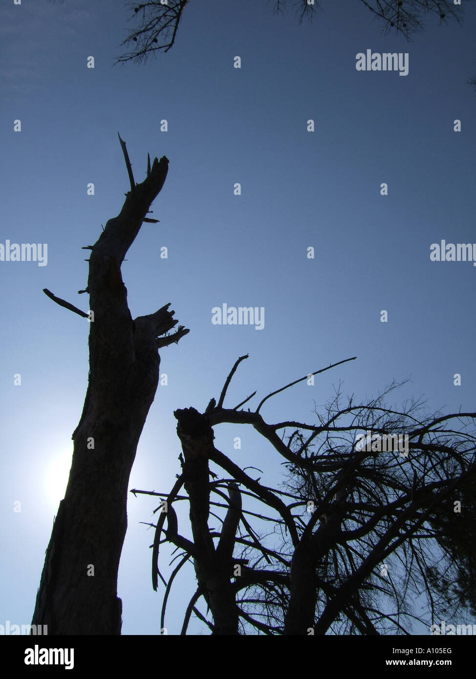 pine tree snapped in two by strong wind Stock Photo - Alamy