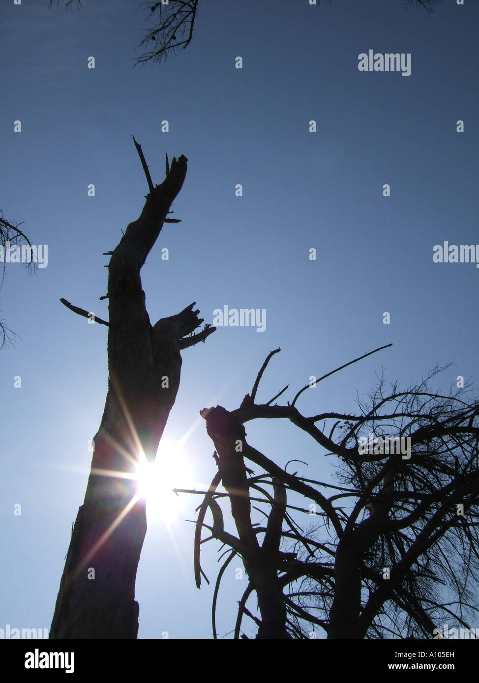 pine tree snapped in two by strong wind Stock Photo - Alamy