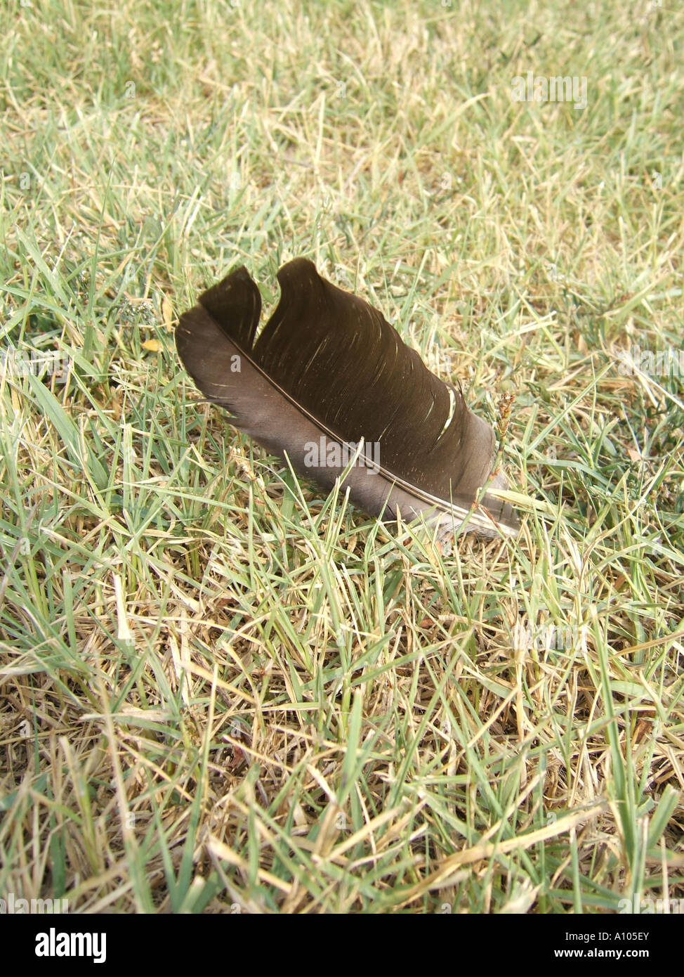 one feather in field Stock Photo - Alamy
