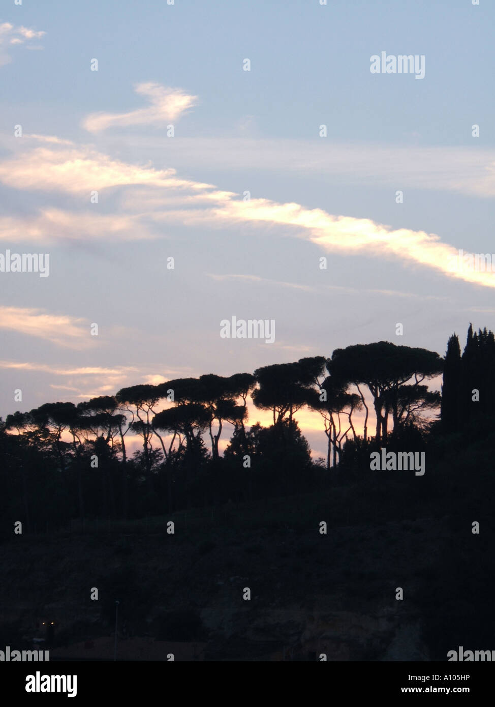 mediterranean forest at night Stock Photo - Alamy