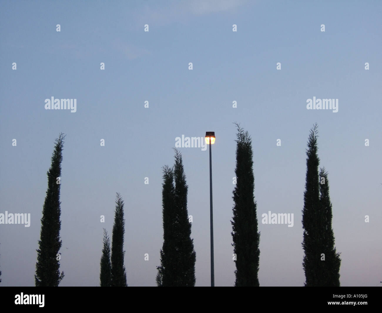 alight street lamp pole and row of trees at night Stock Photo - Alamy