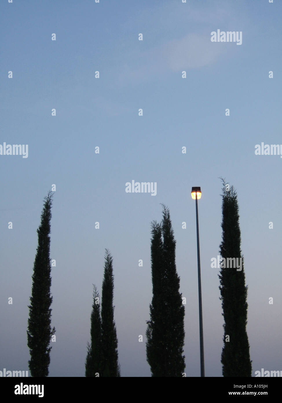 alight street lamp pole and row of trees at night Stock Photo - Alamy