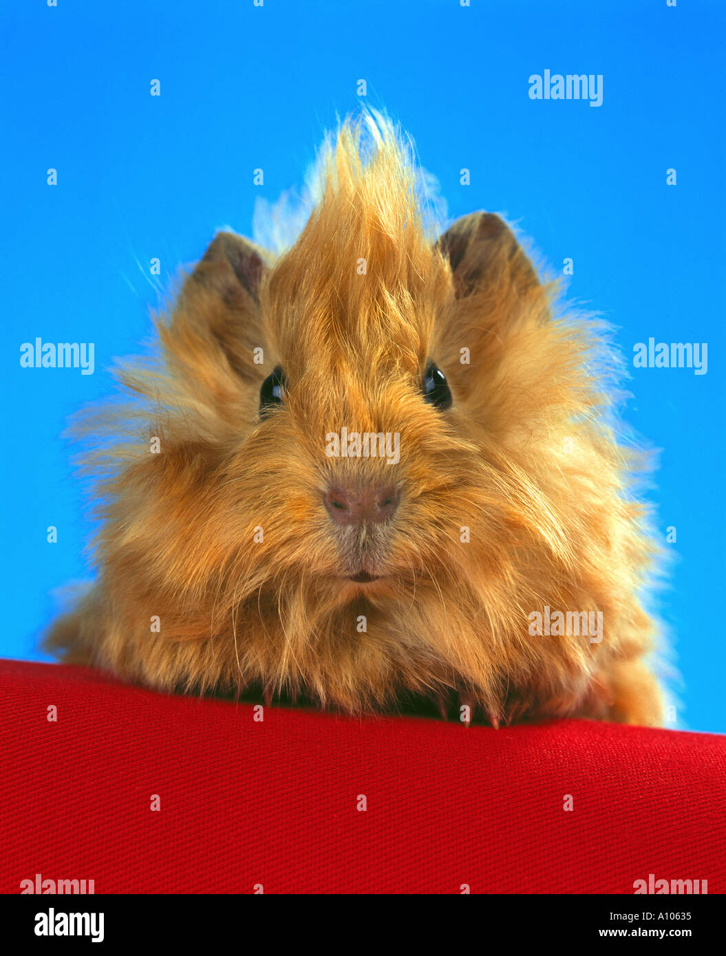 Angora guinea pig hi-res stock photography and images - Alamy