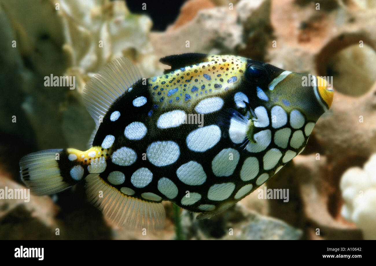 BALISTOIDES CONSPICILLUM leopard fish riff reef corals white spots ...