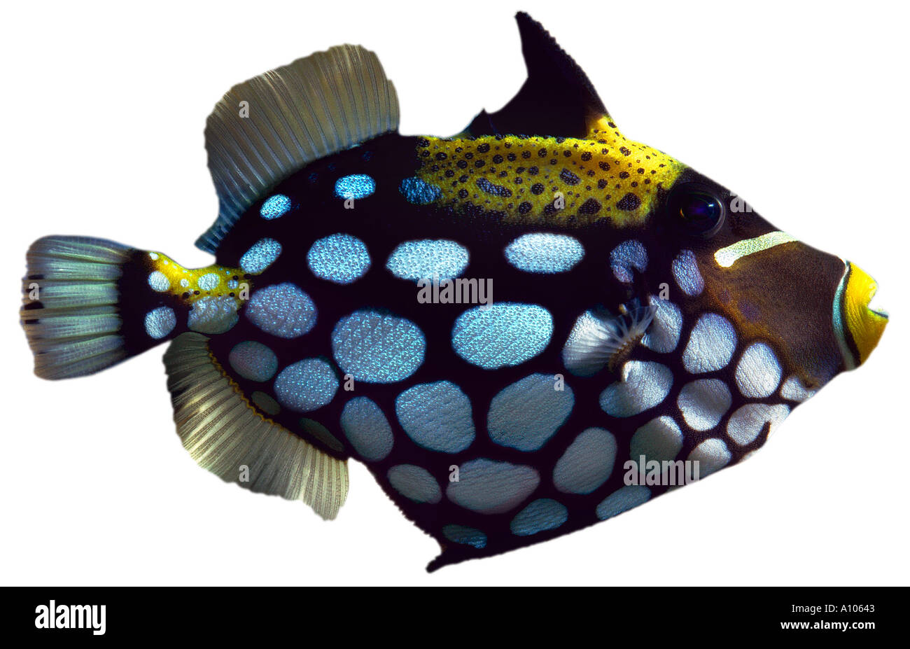 Leopard triggerfish Cut Out Stock Images & Pictures - Alamy