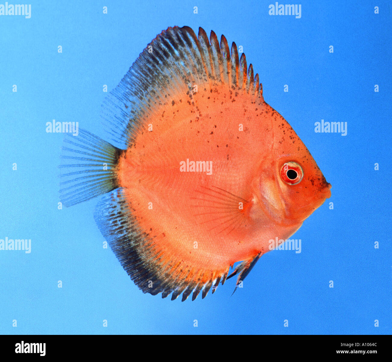 Discus fish tropical aequifasciata hi-res stock photography and images ...