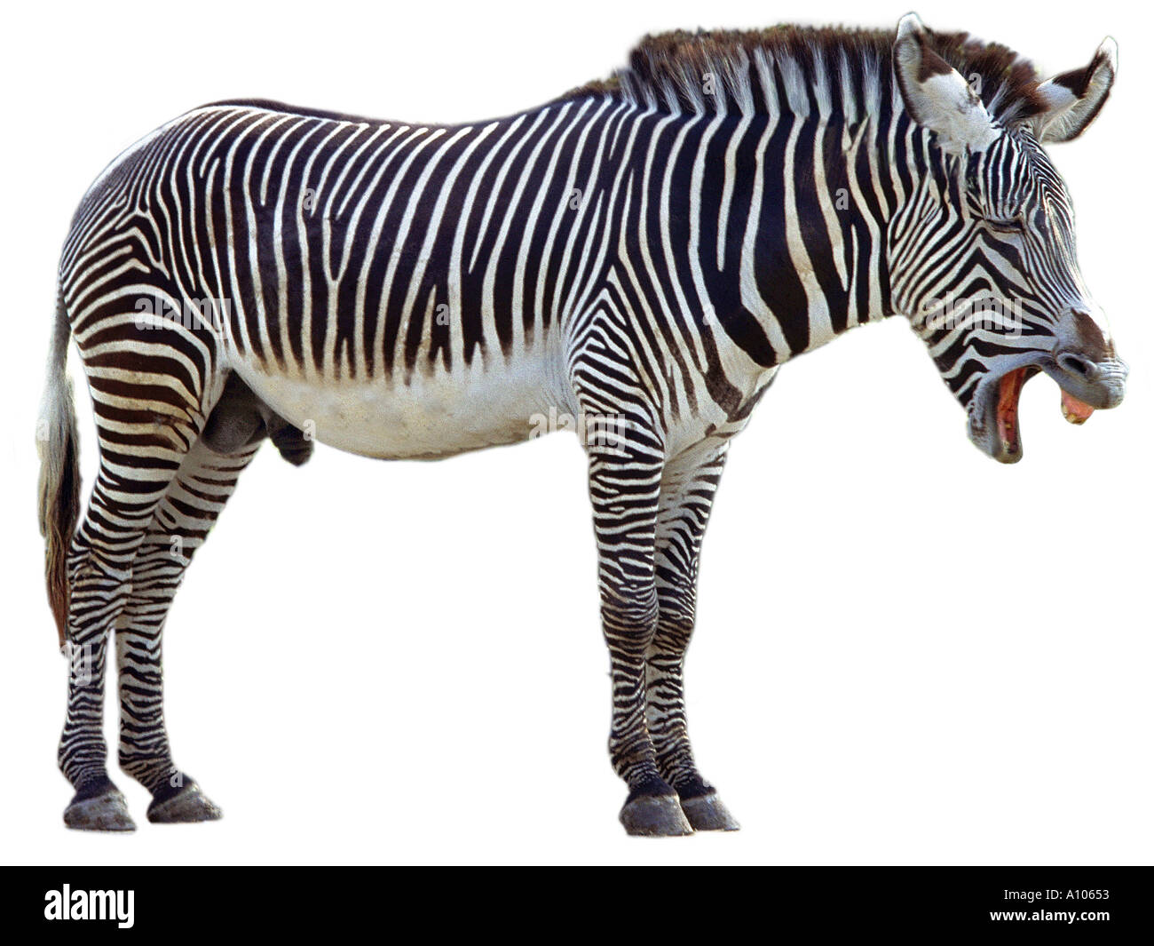 calling zebra stallion stripes stripped black and white cry mouth tooth ...