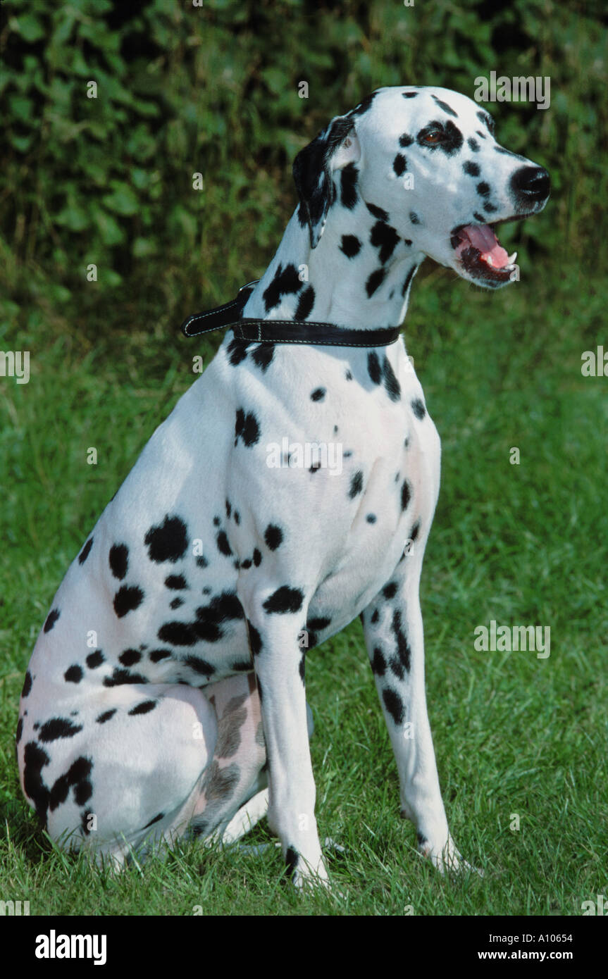 Dalmation dog on grass Stock Photo - Alamy