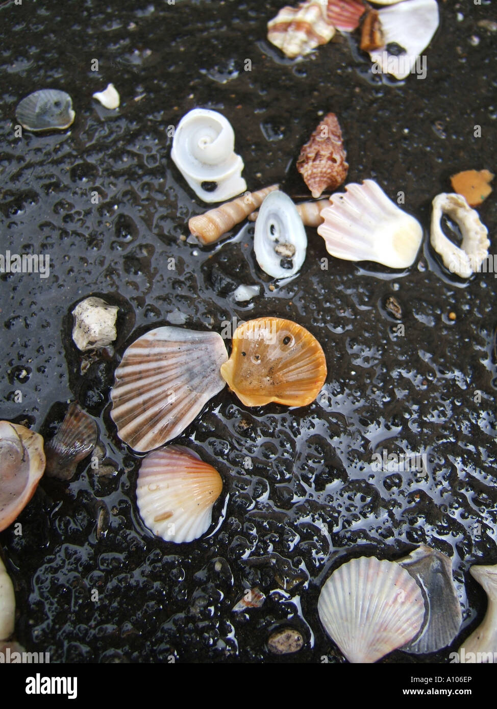 sea shells on wet road Stock Photo - Alamy