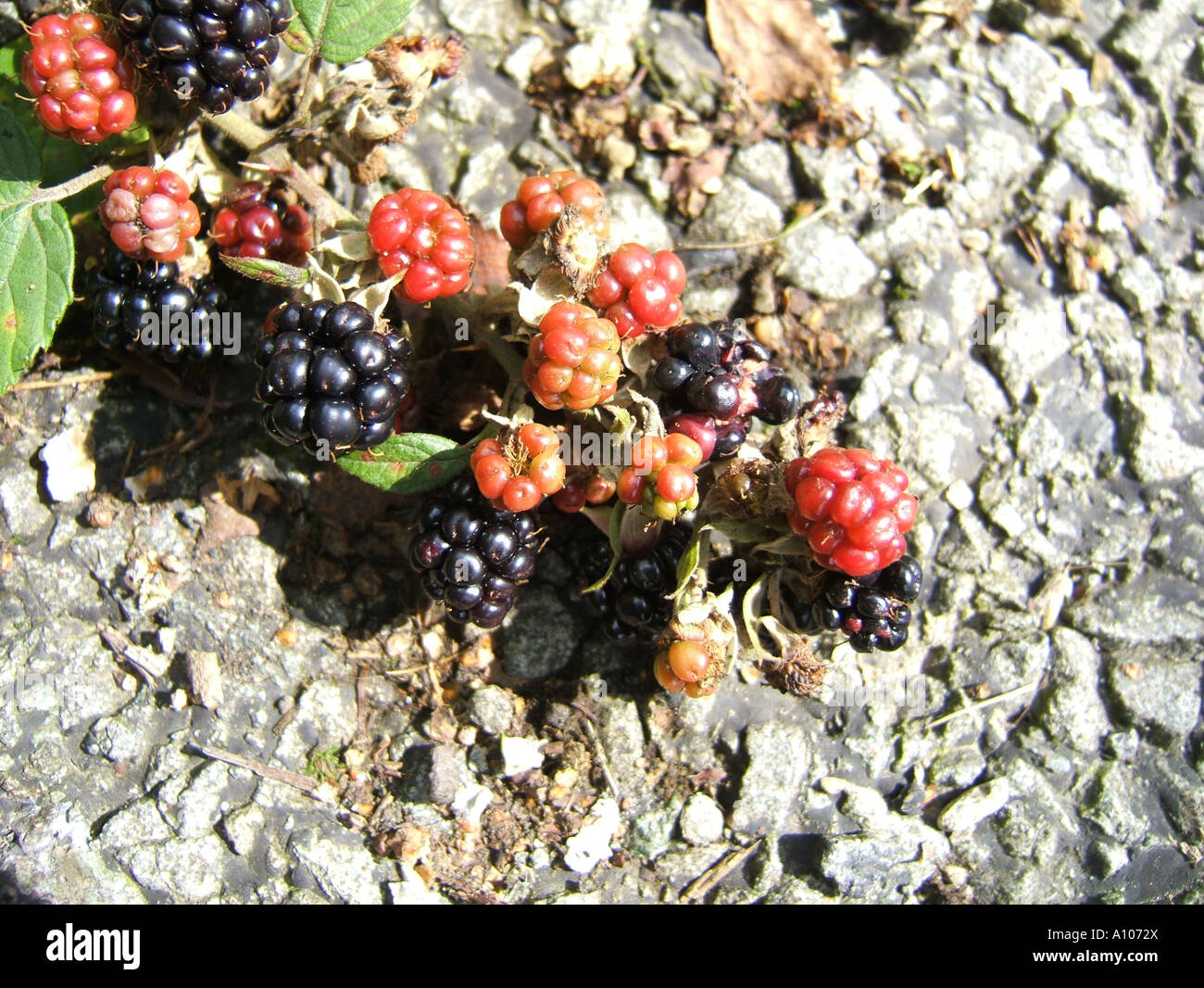 wild blackberries growing in countryside Stock Photo - Alamy