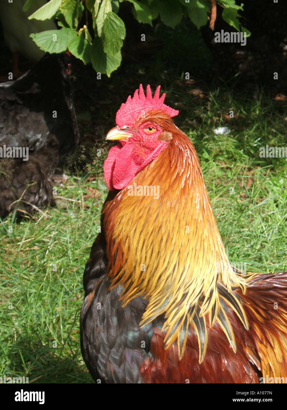 one cockerel in field Stock Photo - Alamy