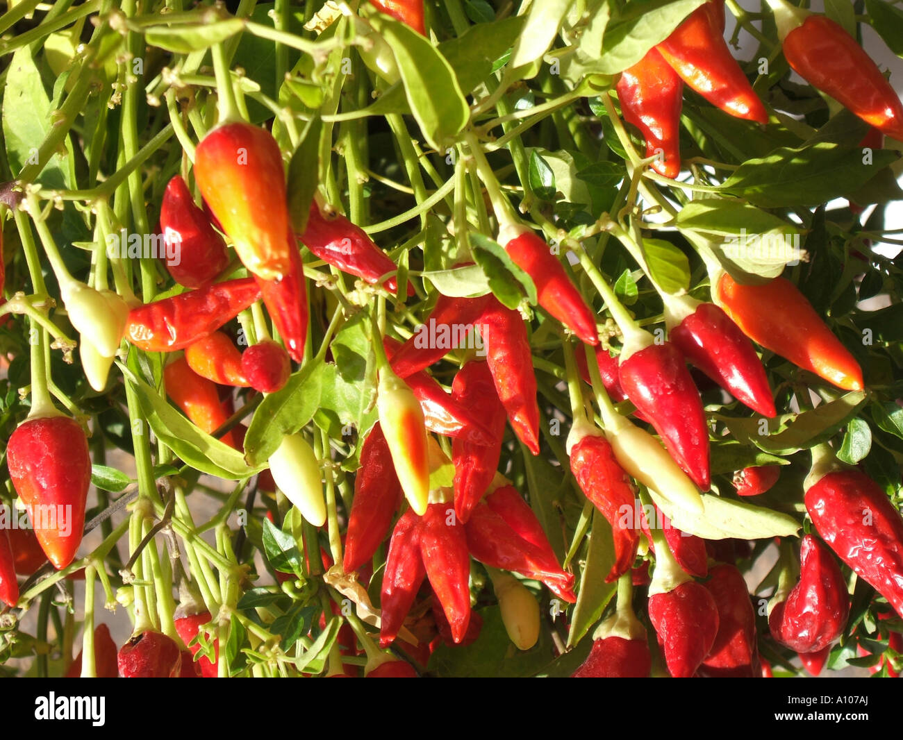 red hot chilli peppers Stock Photo - Alamy