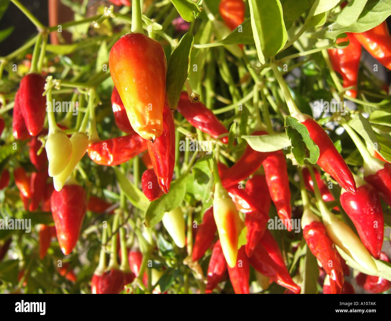 red hot chilli peppers Stock Photo - Alamy