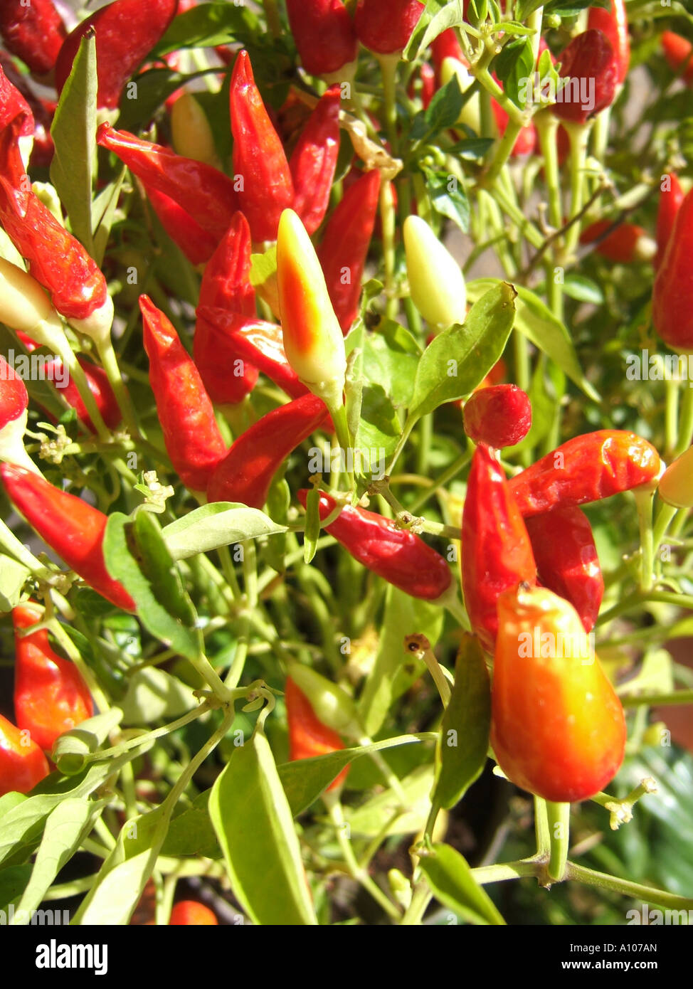red hot chilli peppers Stock Photo - Alamy