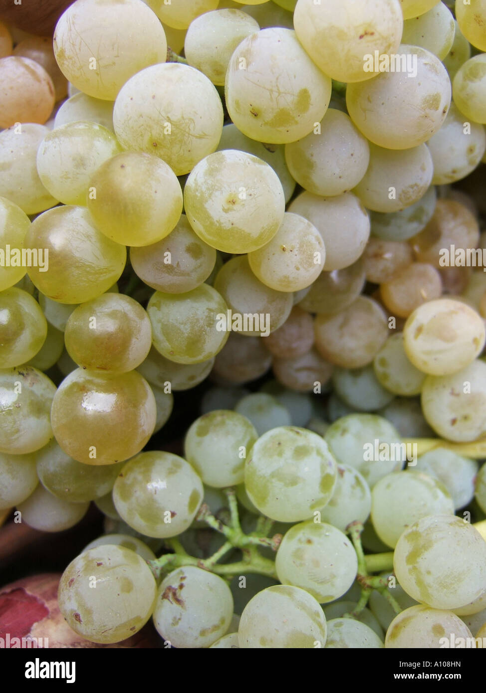 bunch of grapes Stock Photo - Alamy