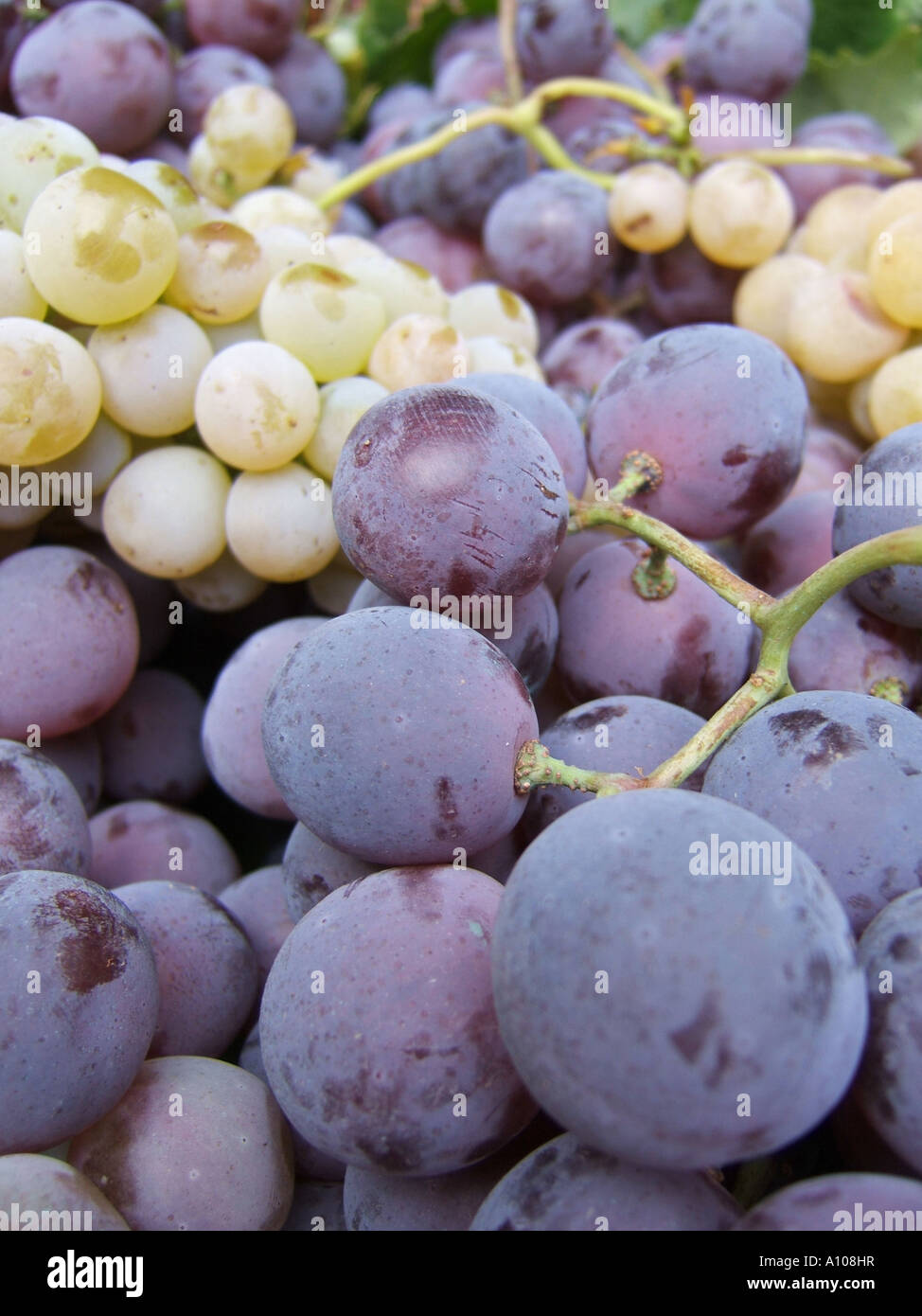 bunch of grapes Stock Photo - Alamy