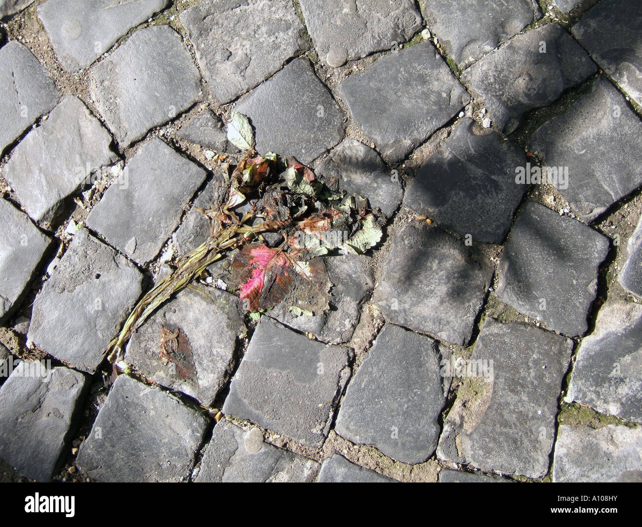 Crushed rose petals hi-res stock photography and images - Alamy