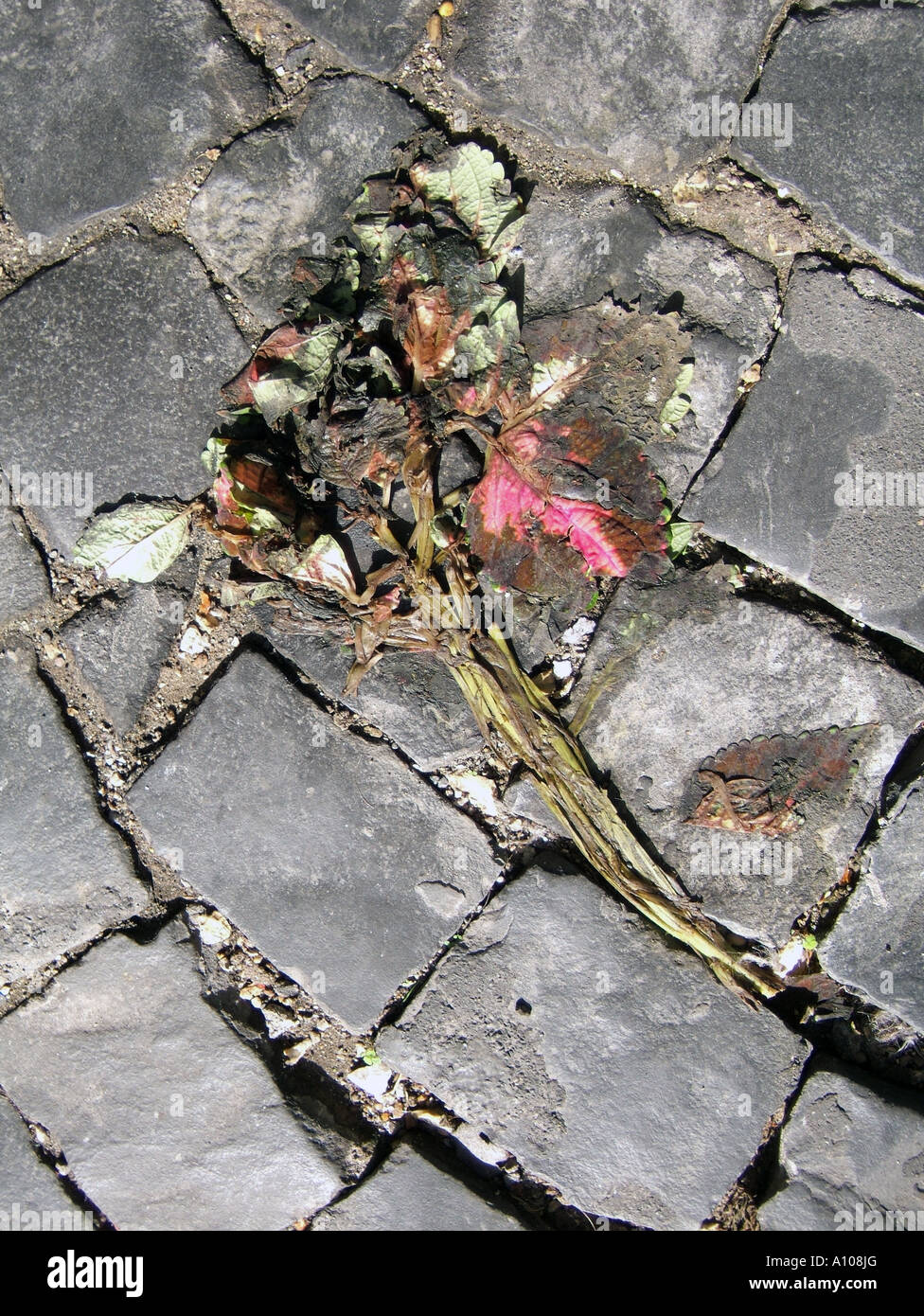 Crushed cobbles cobbled hi-res stock photography and images - Alamy