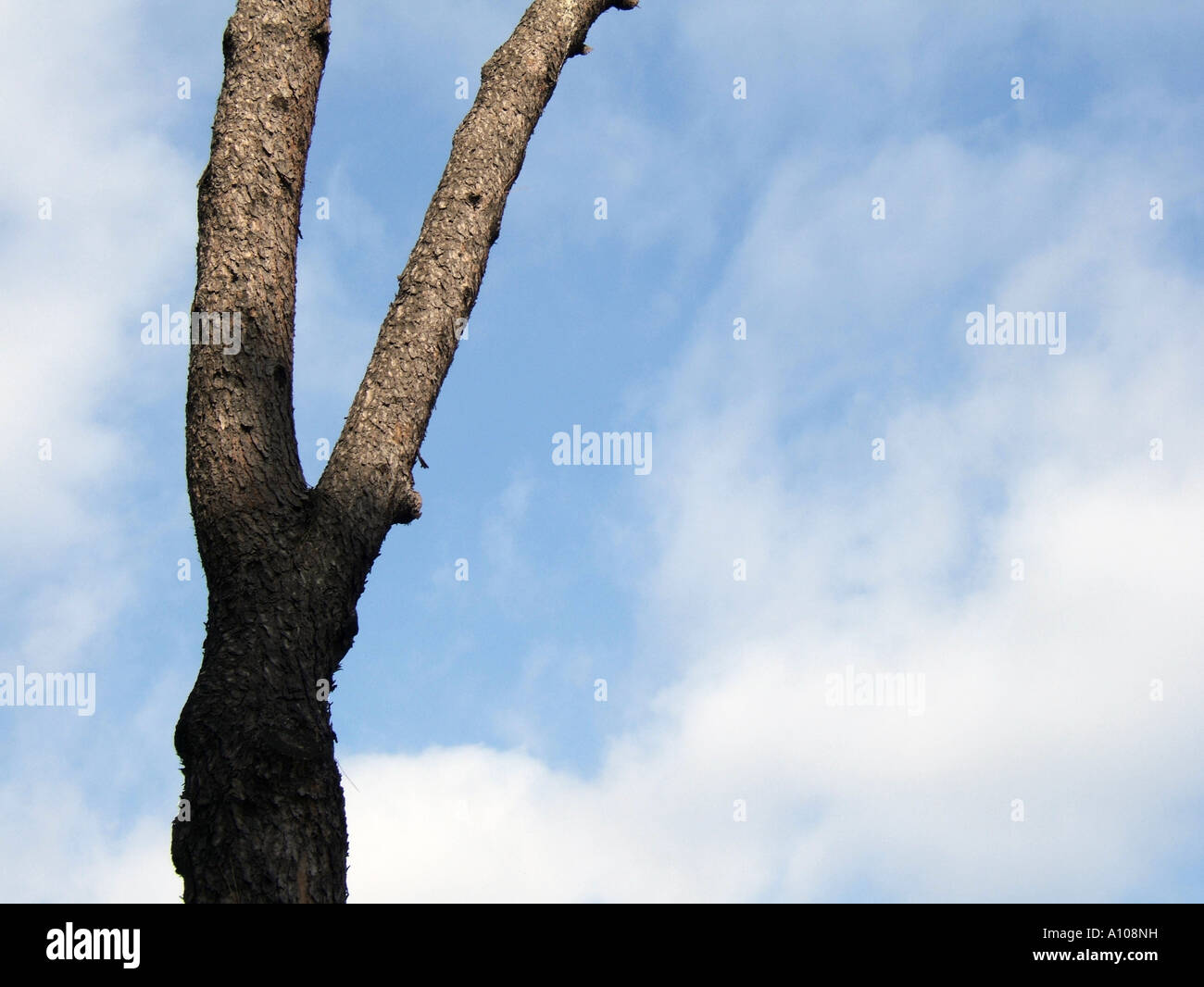 y shape tree and blue sky Stock Photo - Alamy