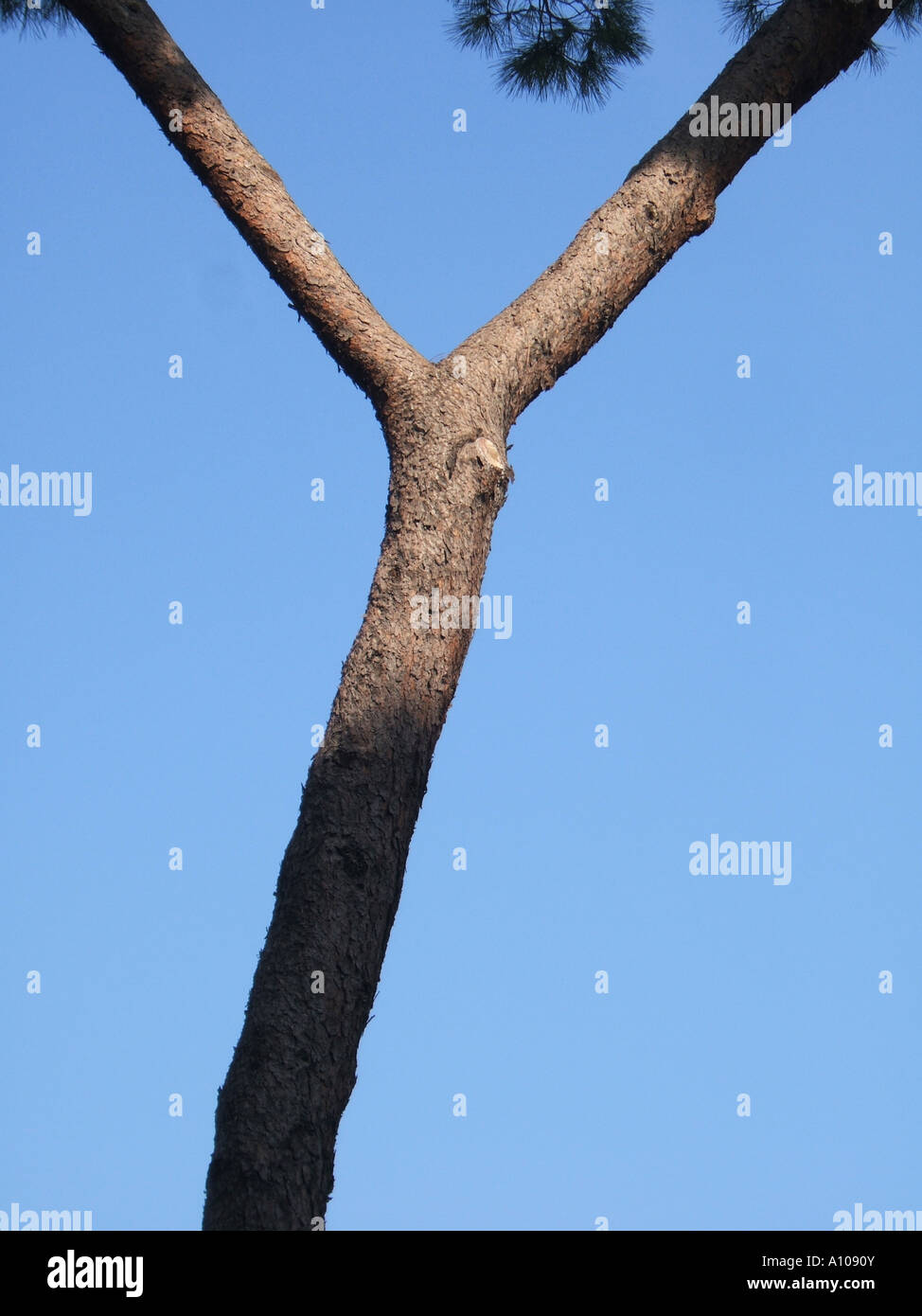 Y Shaped Tree Stock Photos & Y Shaped Tree Stock Images - Alamy