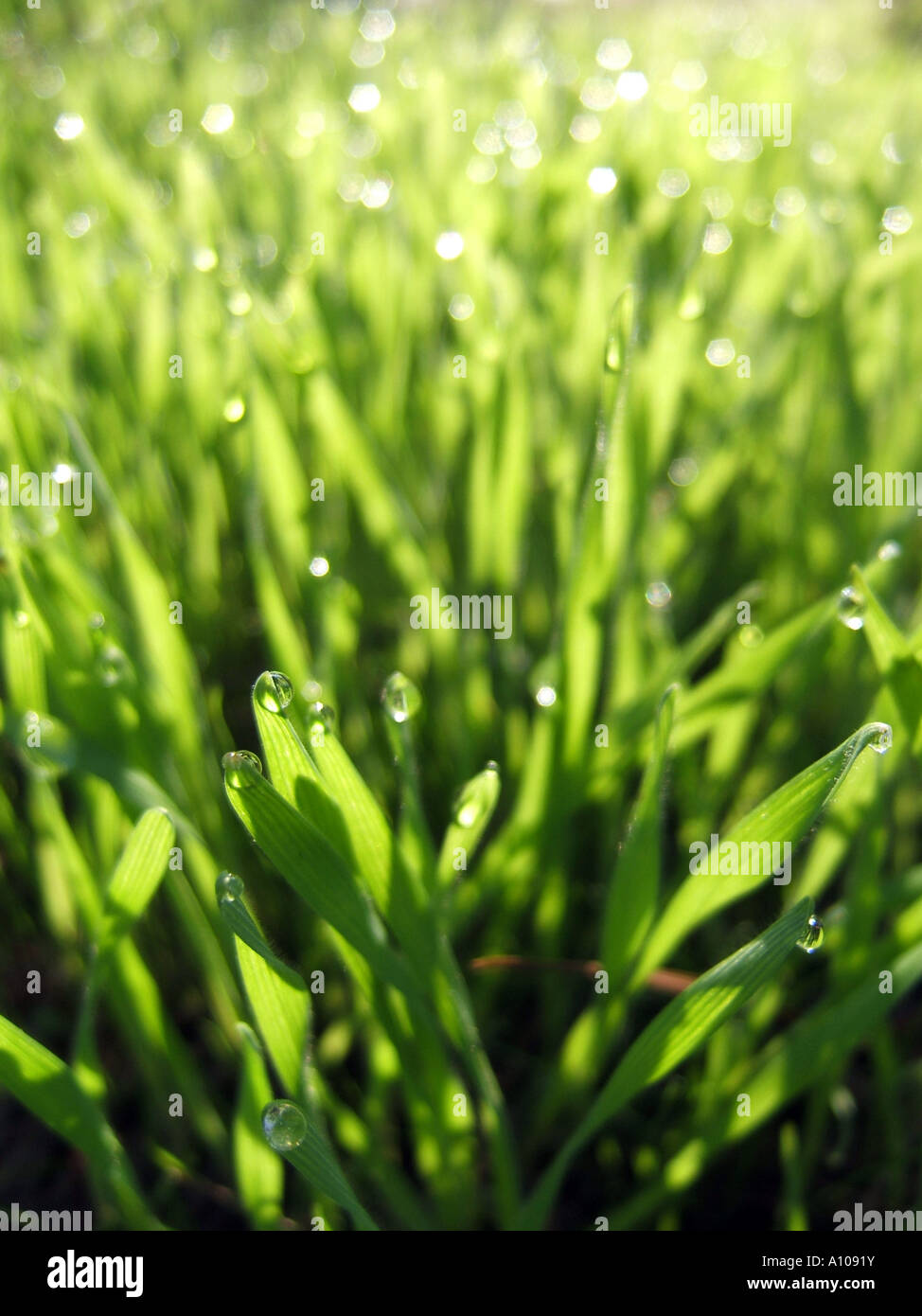 long grass on lawn Stock Photo - Alamy