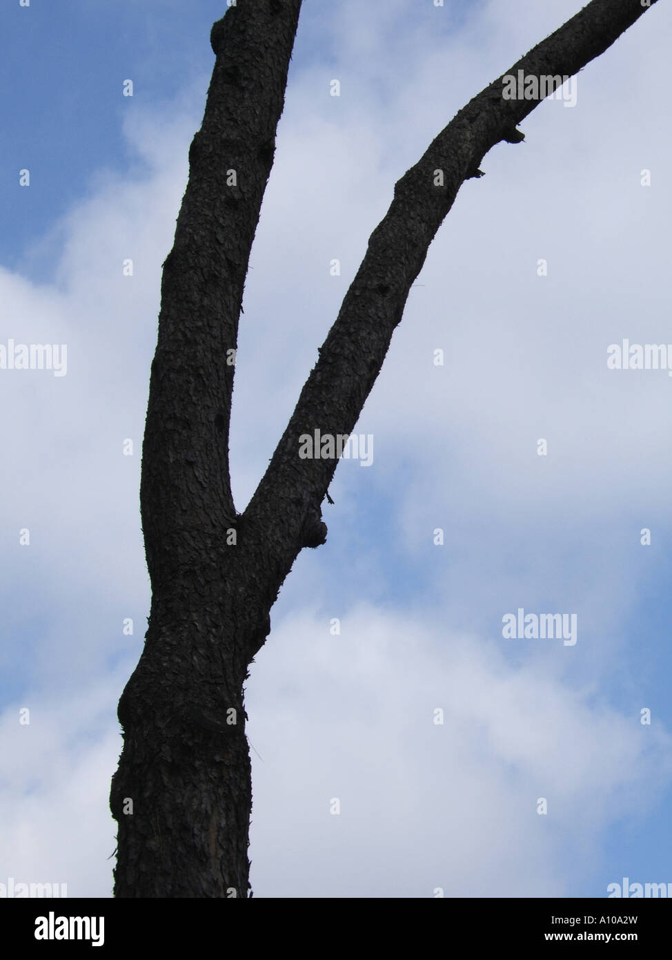 y shape tree branches Stock Photo - Alamy