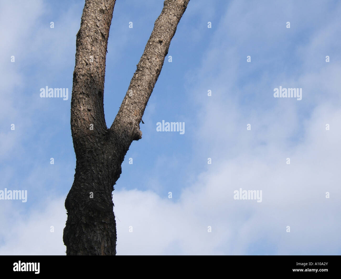 Y Shaped Tree Stock Photos & Y Shaped Tree Stock Images - Alamy