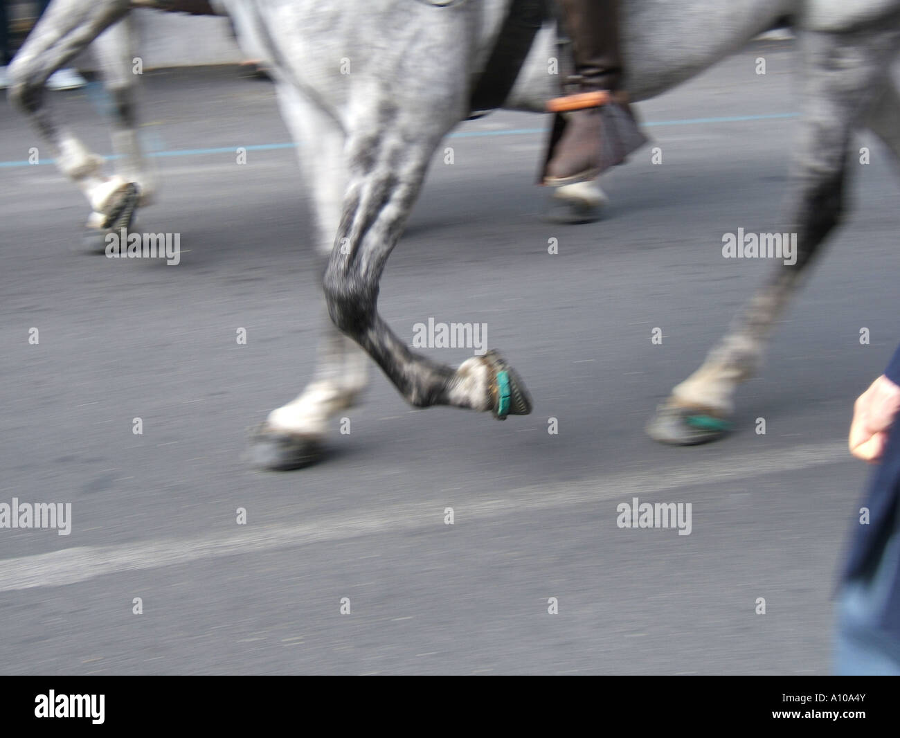 running horse on street Stock Photo - Alamy