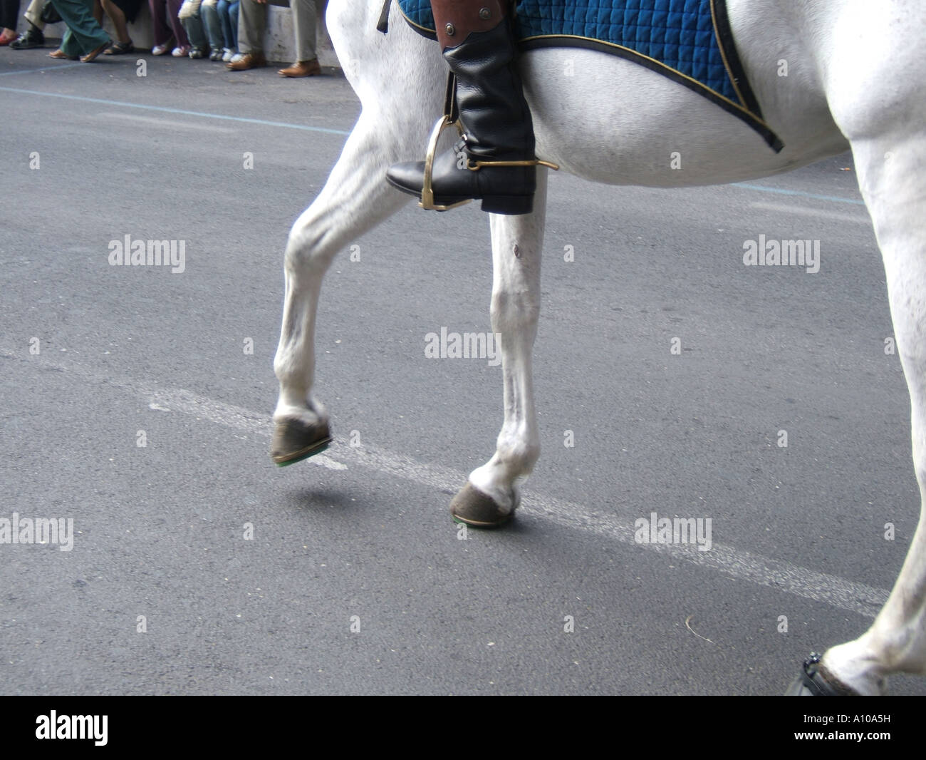 running horse on street Stock Photo - Alamy