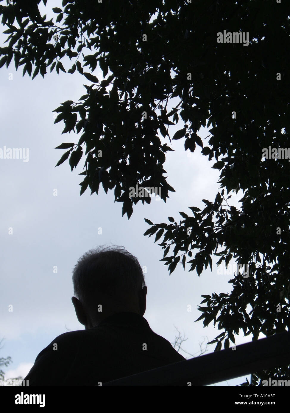 old man standing under tree in countryside Stock Photo - Alamy