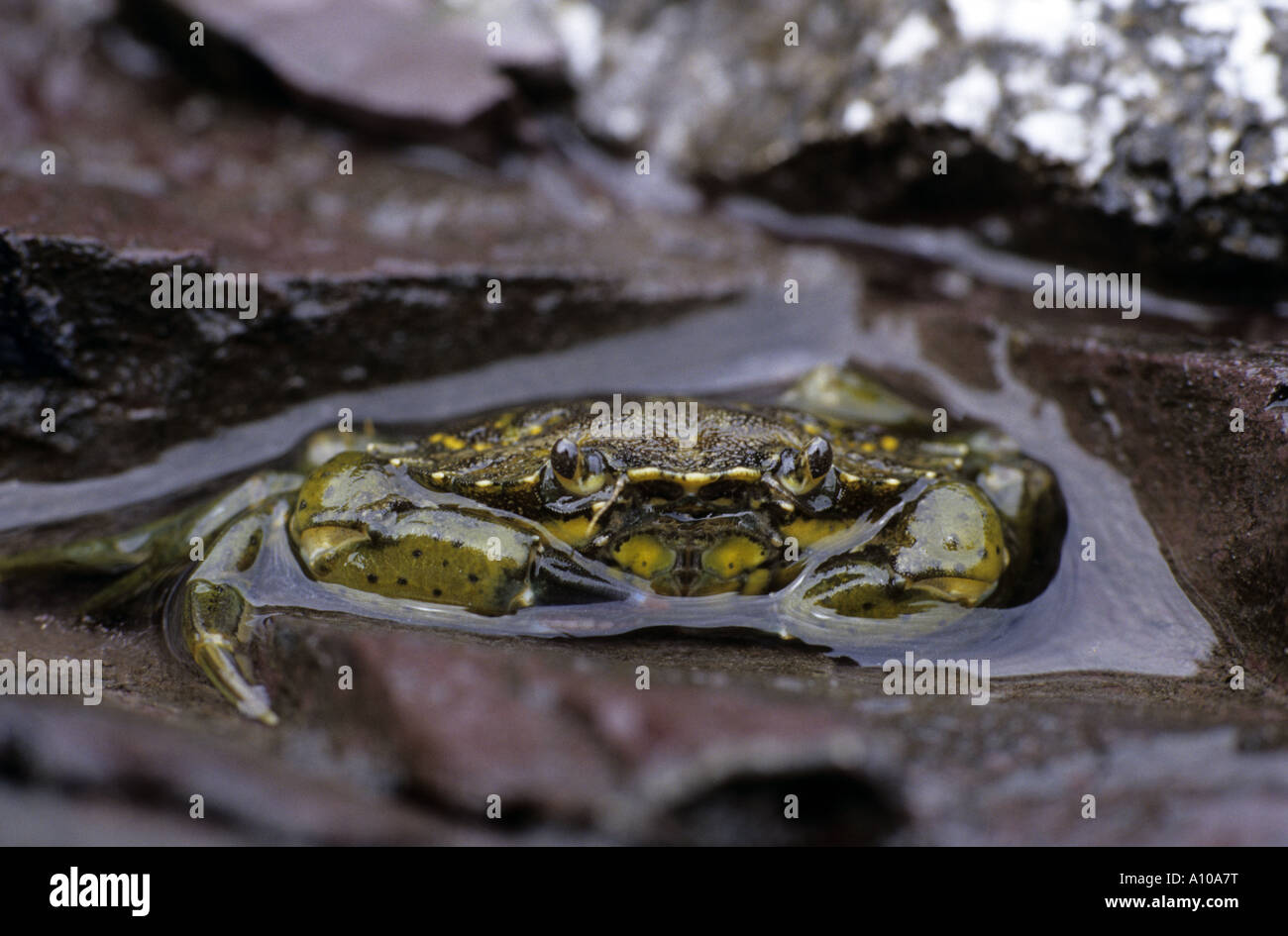 Crab in tidal pool hi-res stock photography and images - Alamy