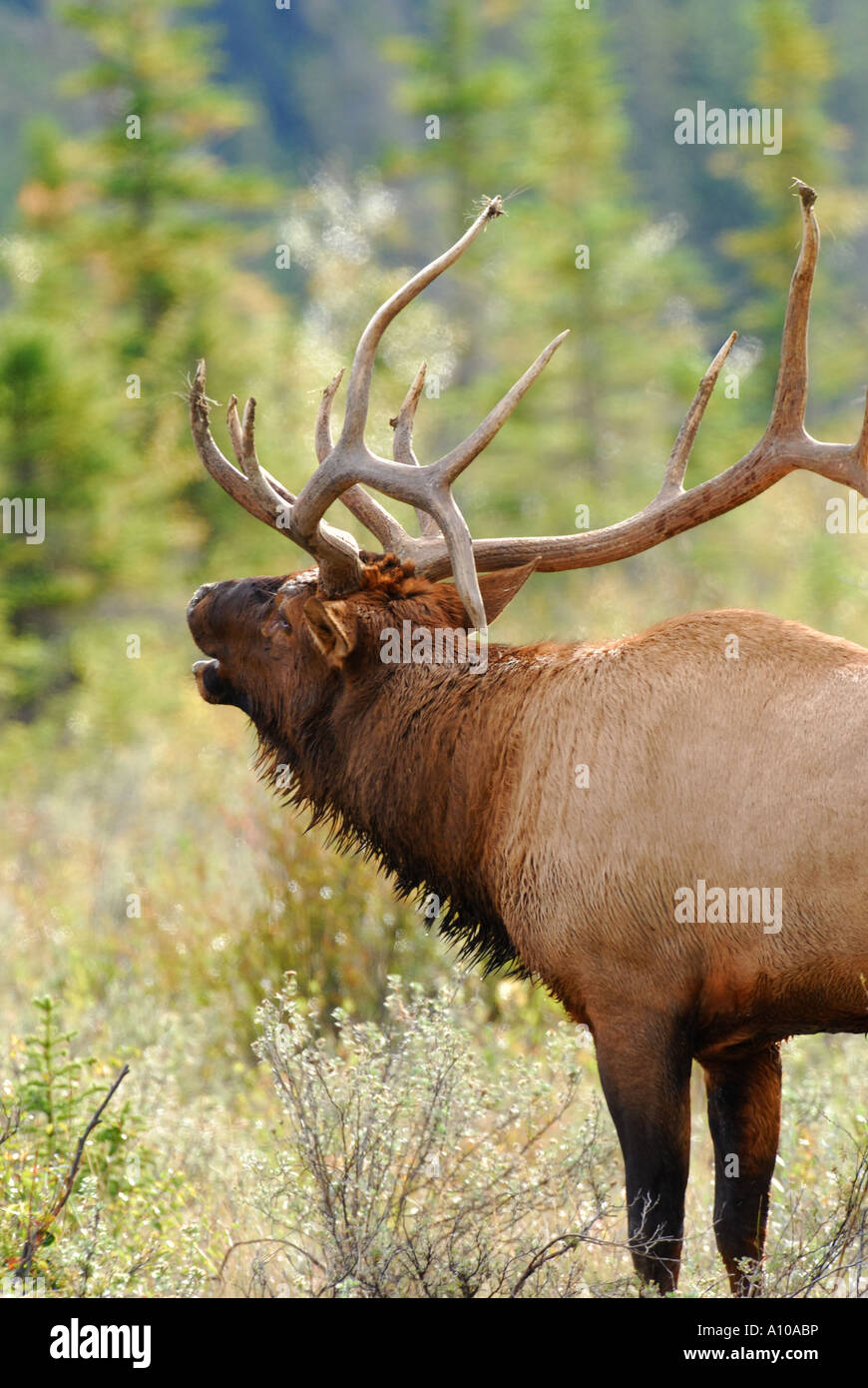 Bull Elk calling Stock Photo - Alamy