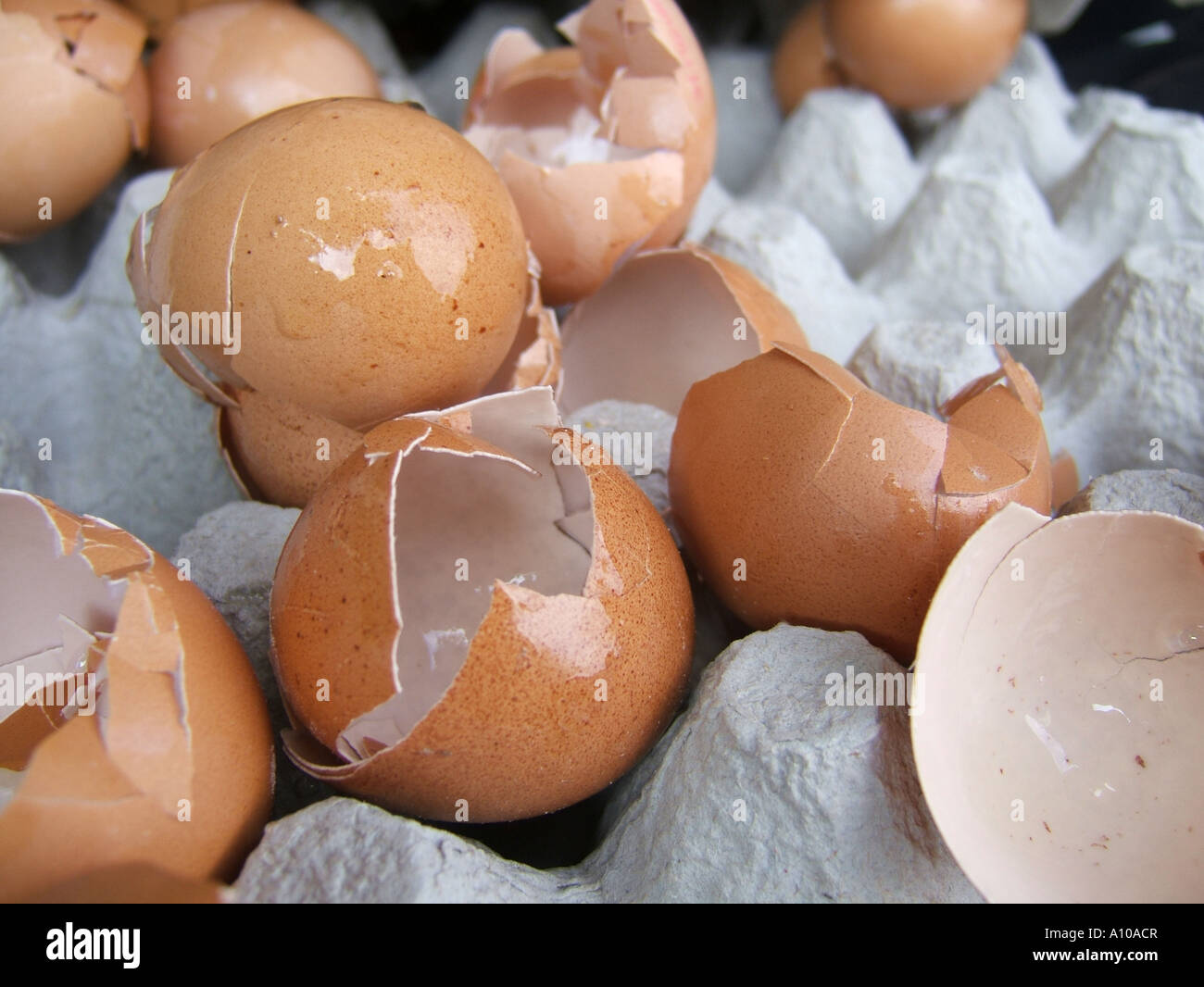 egg shells in box Stock Photo - Alamy