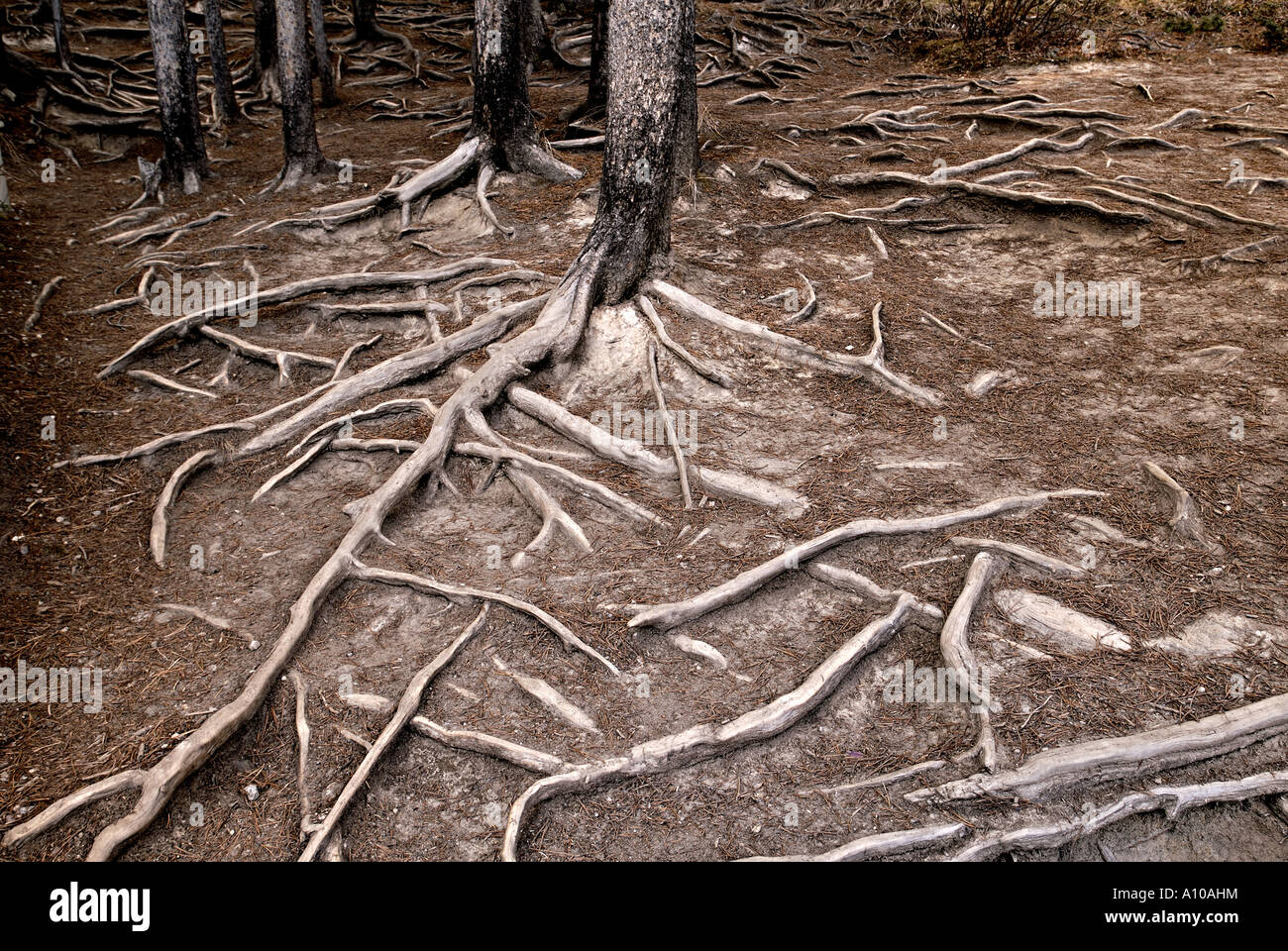 Exposed and damaged Tree Roots Stock Photo - Alamy