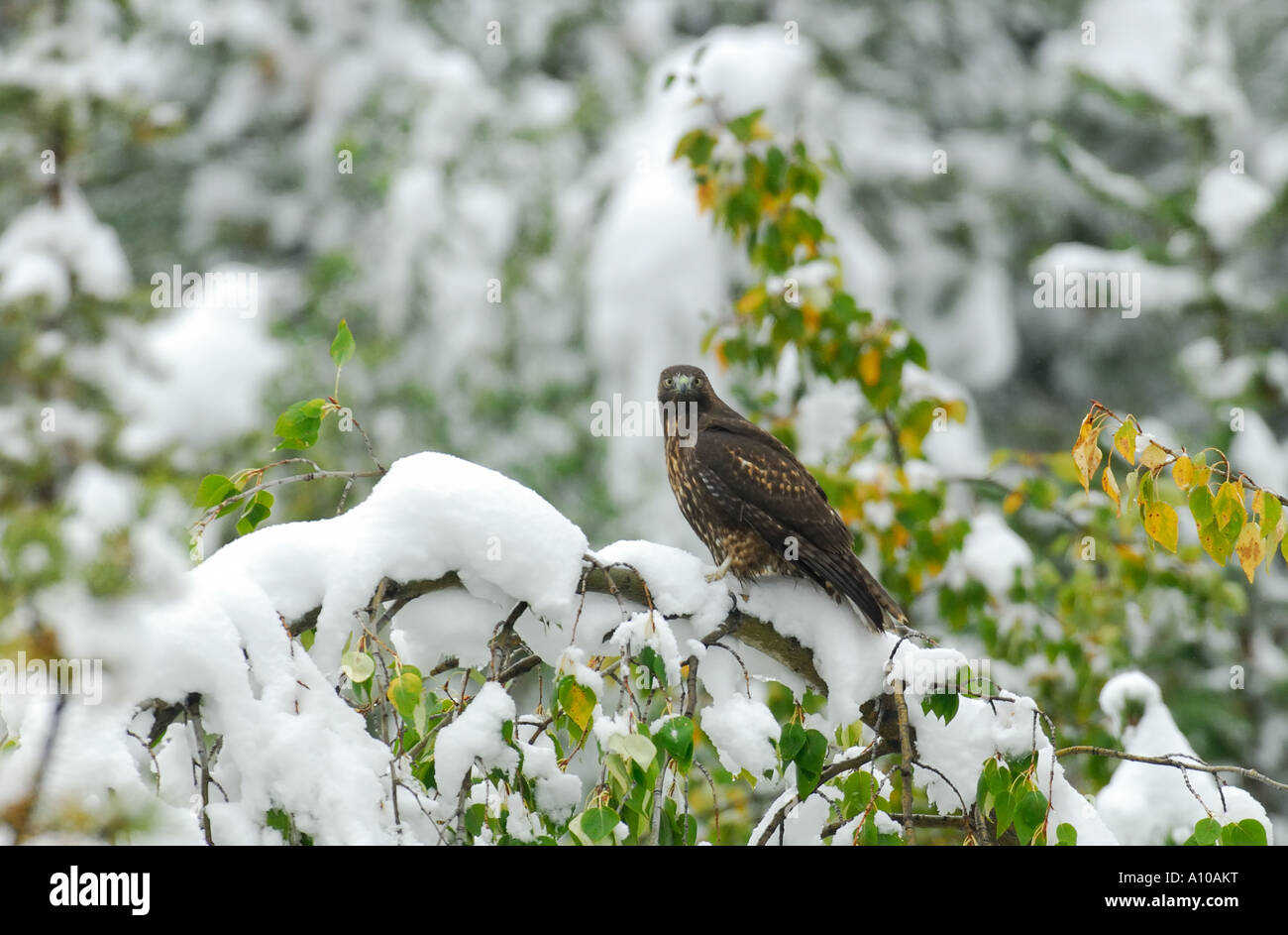 Hawk in the snow Stock Photo - Alamy