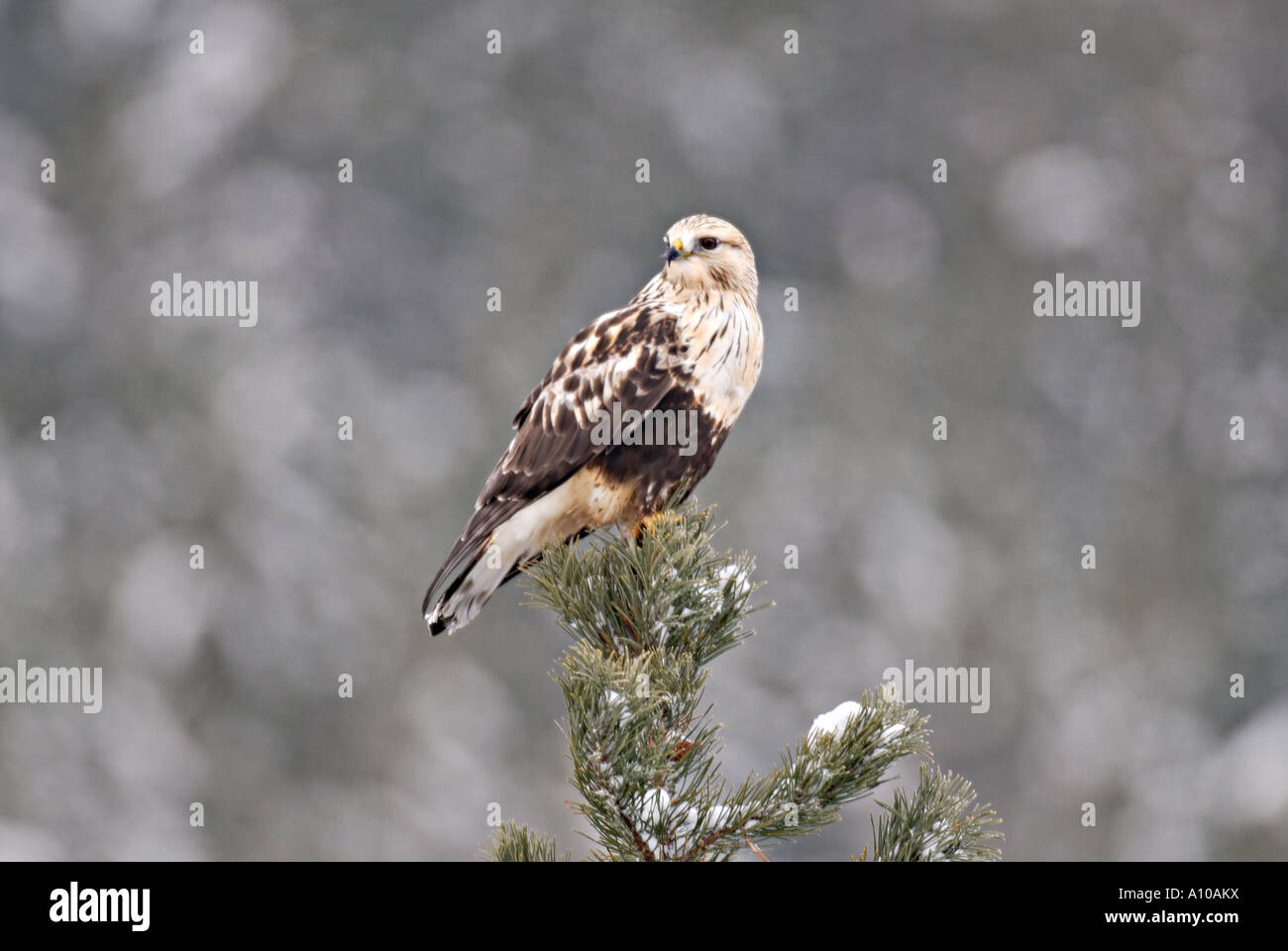 Hawk in winter Stock Photo - Alamy