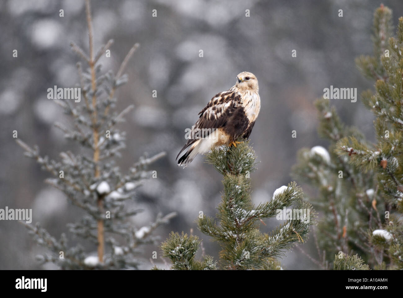 Hawk in winter Stock Photo - Alamy