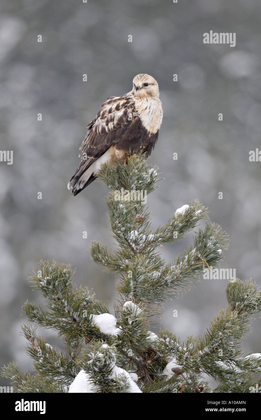 Winter hawk hi-res stock photography and images - Alamy