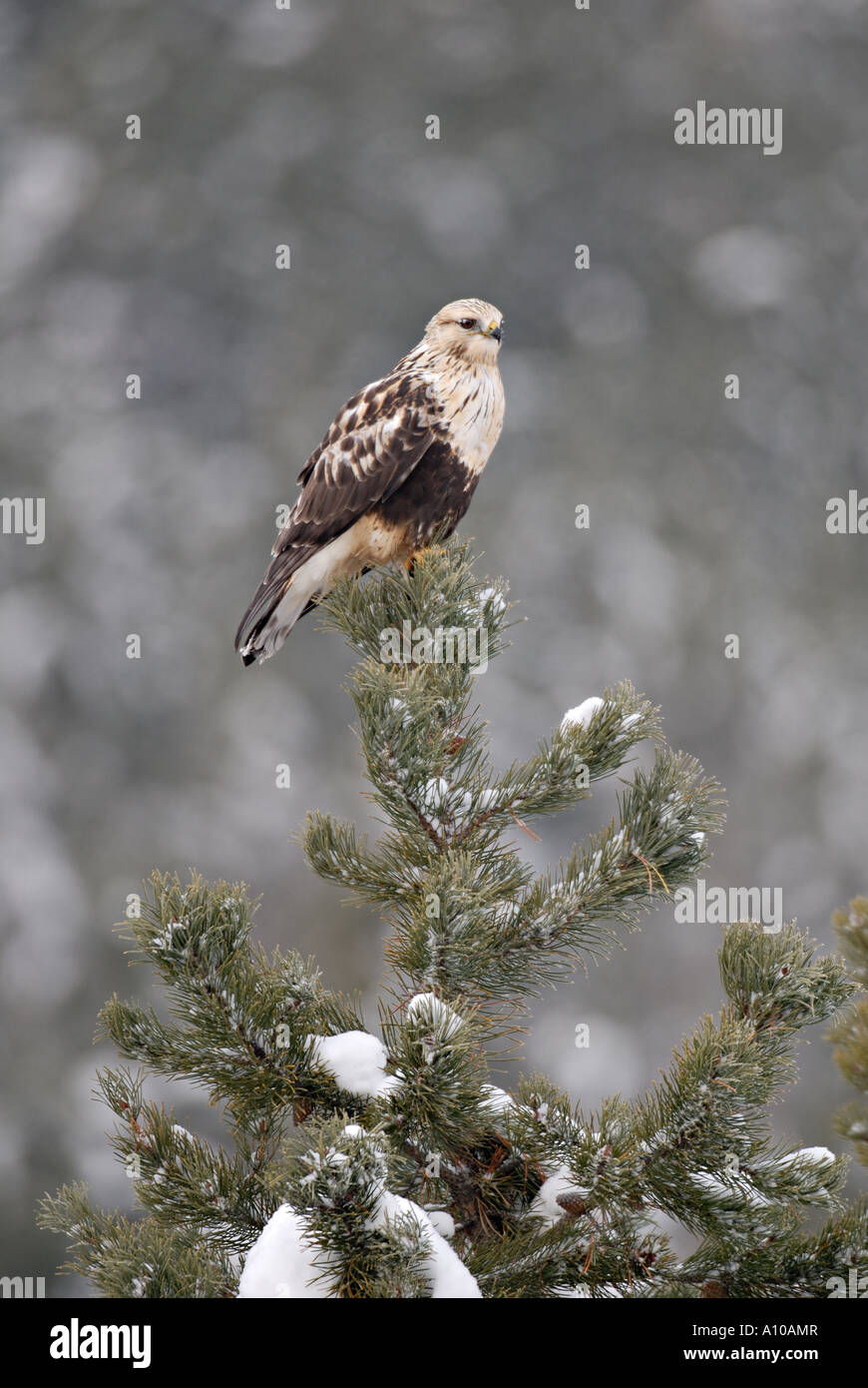Winter hawk hi-res stock photography and images - Alamy