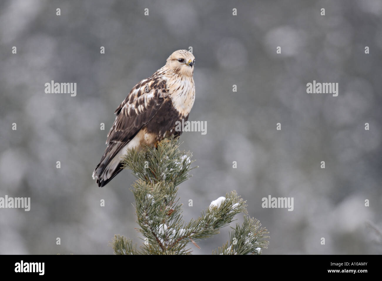 Hawk in winter plumage Stock Photo - Alamy