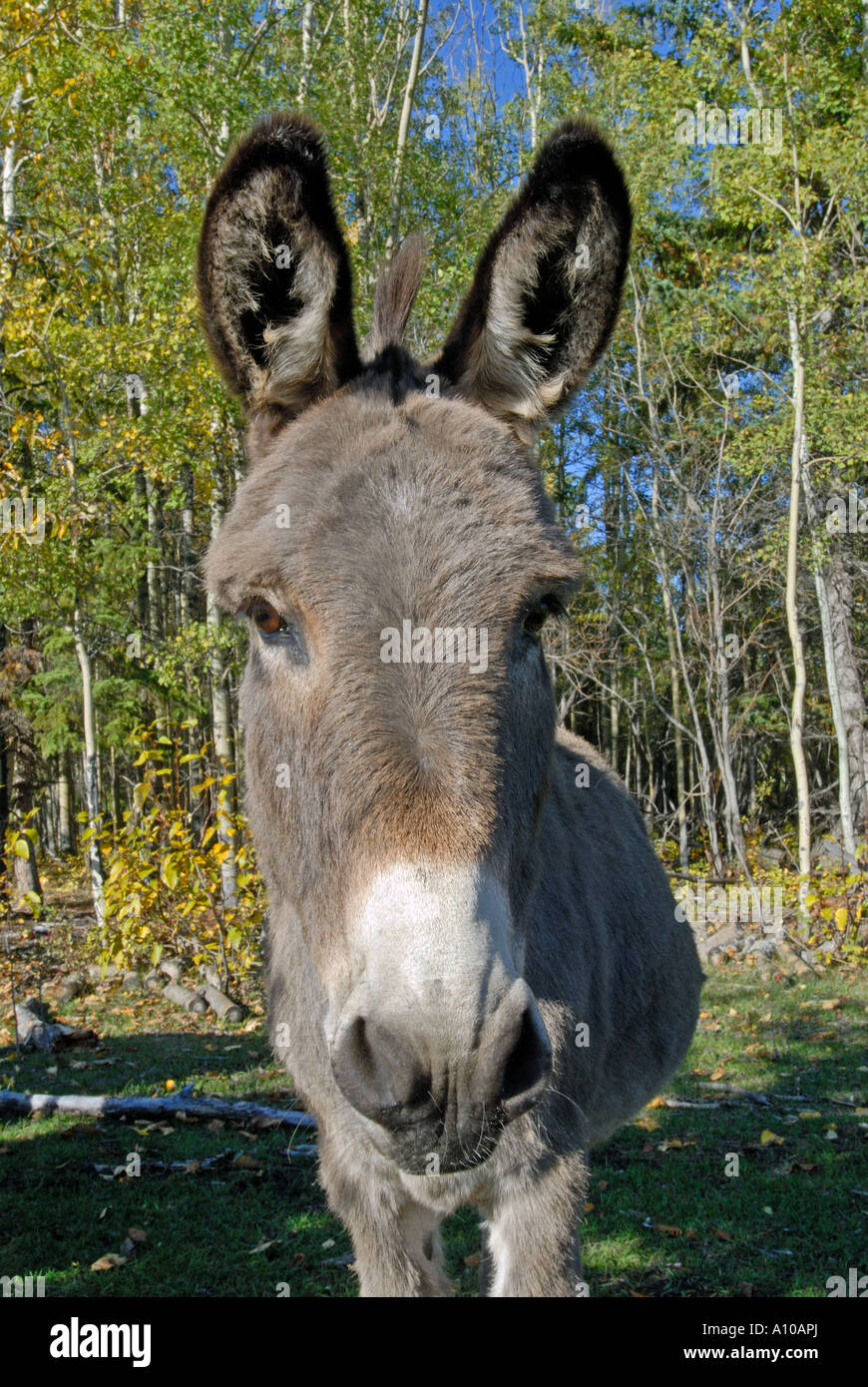 Little Grey Donkey portrait Stock Photo - Alamy
