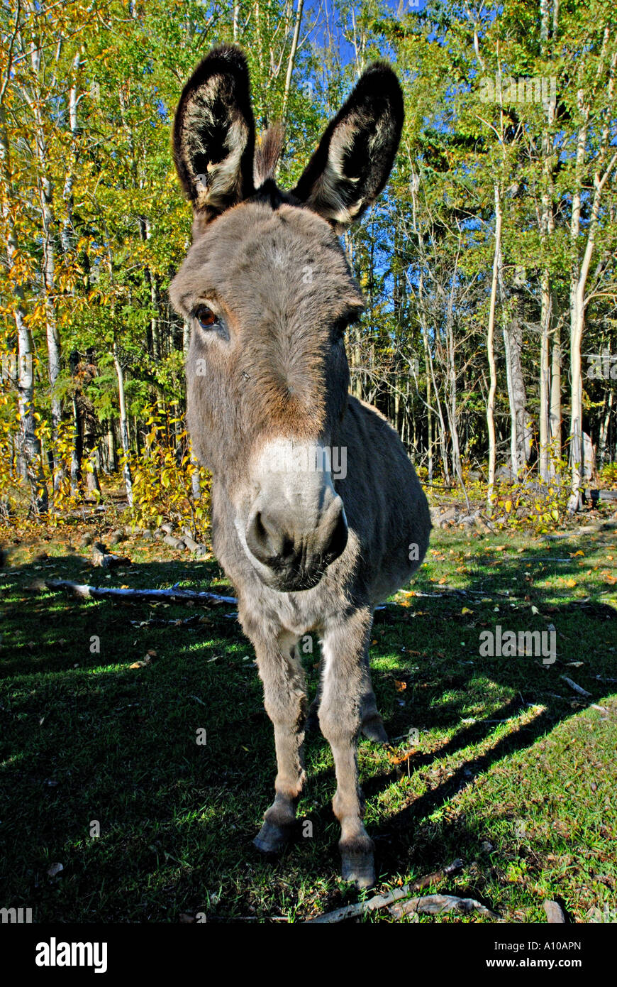 Little Grey Donkey standing Stock Photo - Alamy