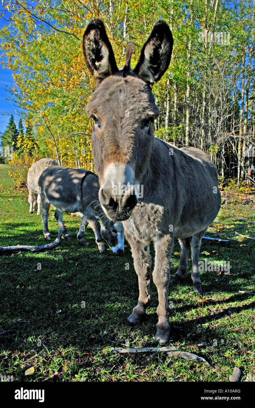 Little Grey Donkey Stock Photo - Alamy