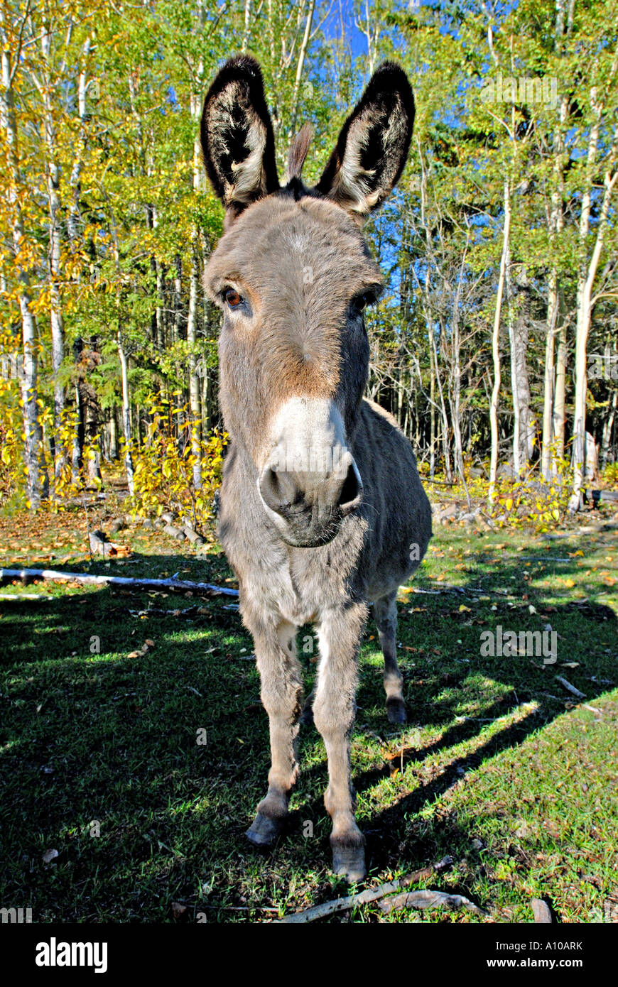 Little Grey Donkey 5 Stock Photo - Alamy