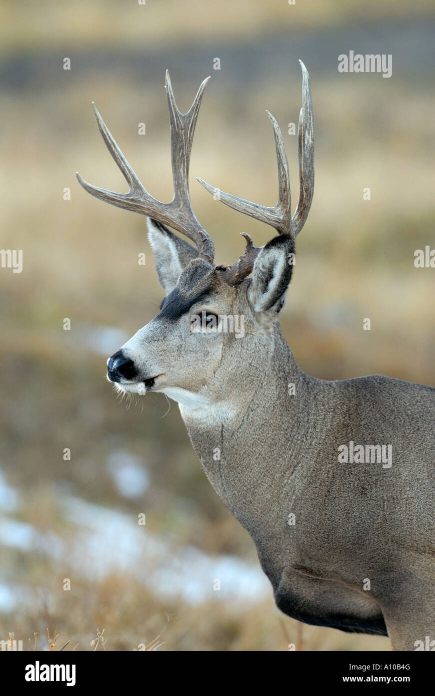 Mule Deer Buck Stock Photo - Alamy